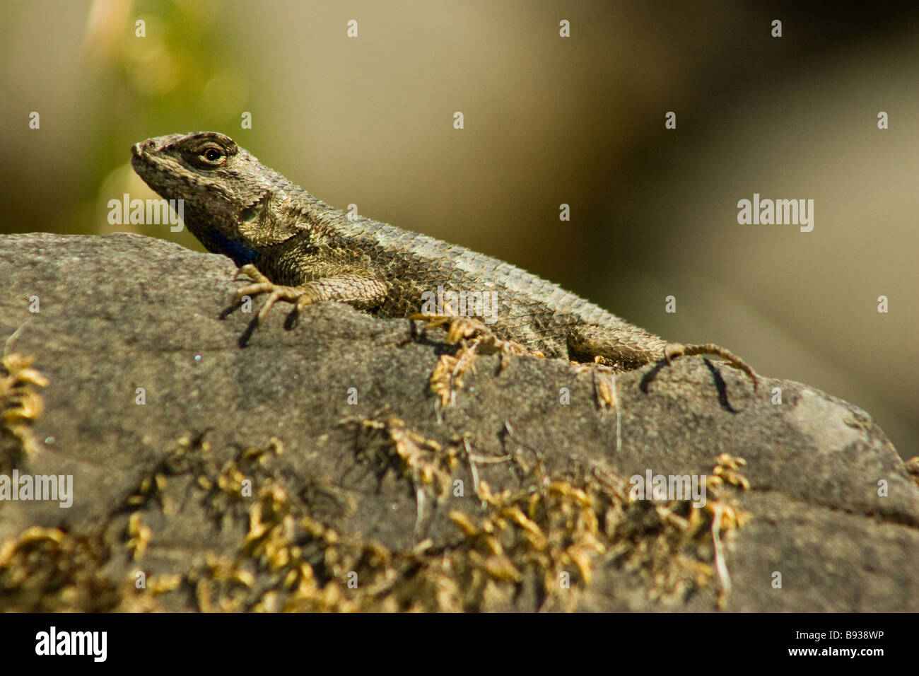 Lizard basking on a rock Stock Photo - Alamy