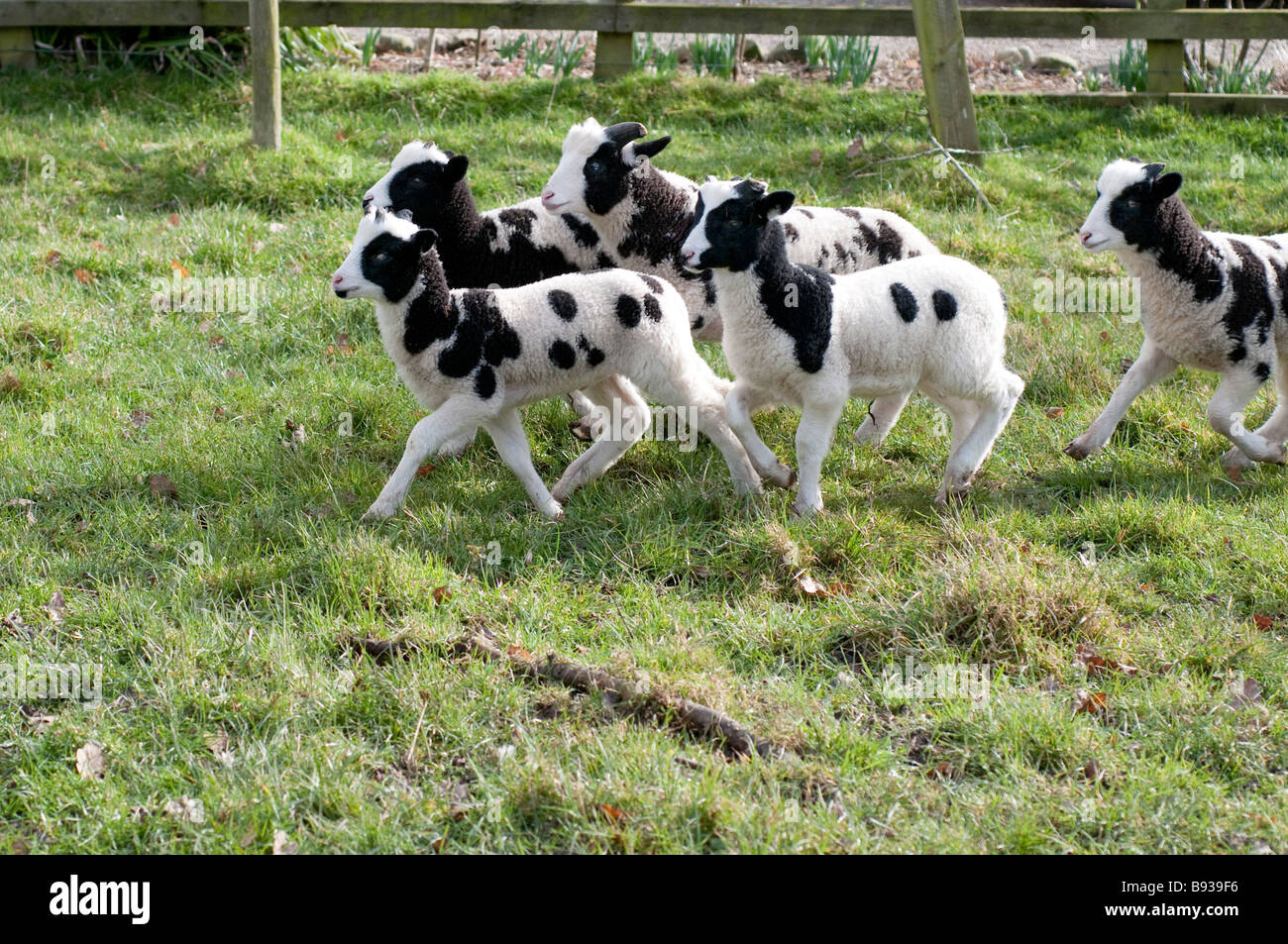 Jacob sheep lambs hi-res stock photography and images - Alamy