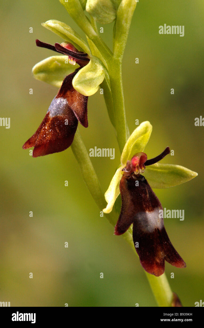 FLY ORCHID Orphrys insectifera Stock Photo - Alamy
