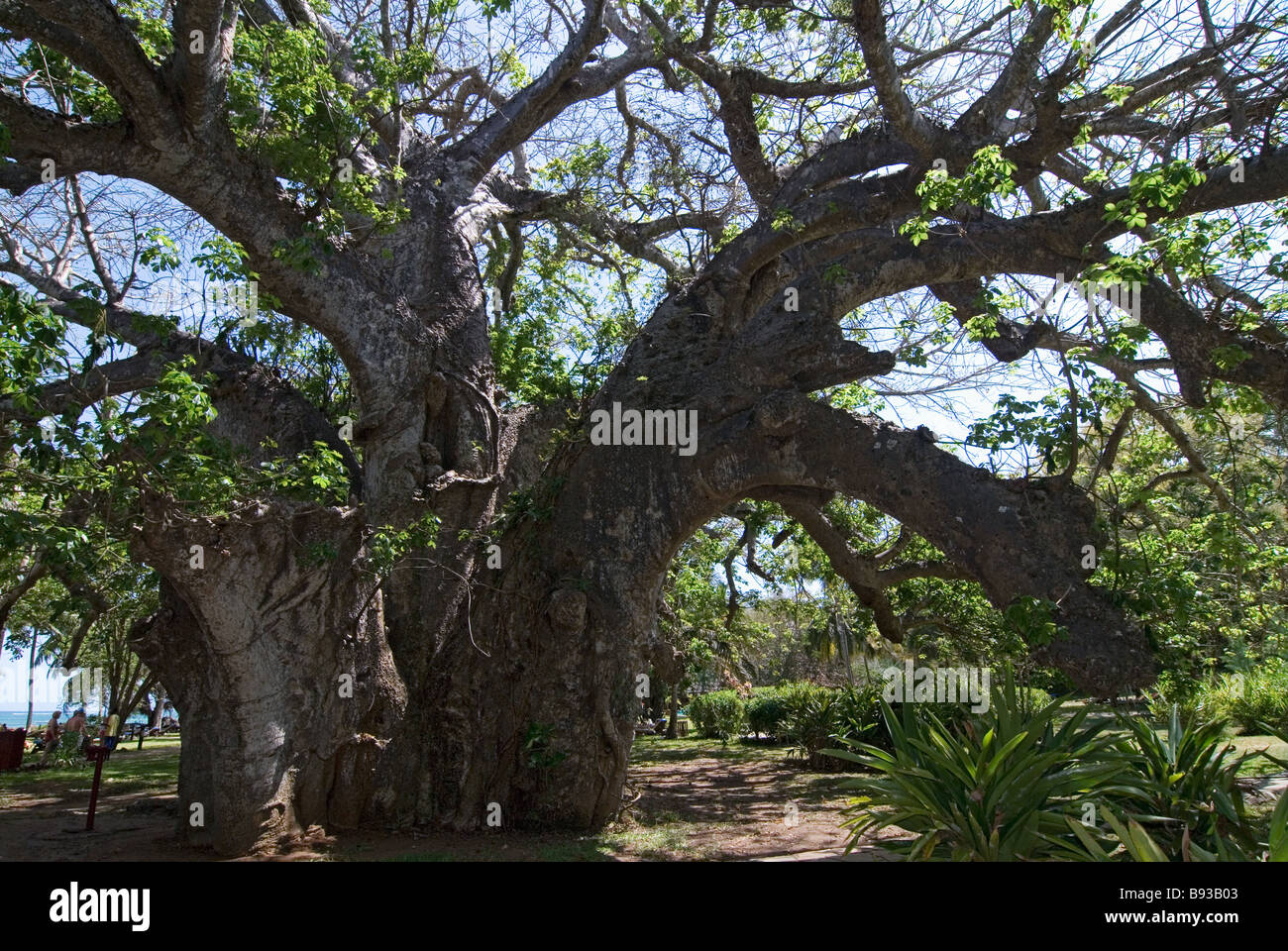 Kenia diani beach hi-res stock photography and images - Alamy