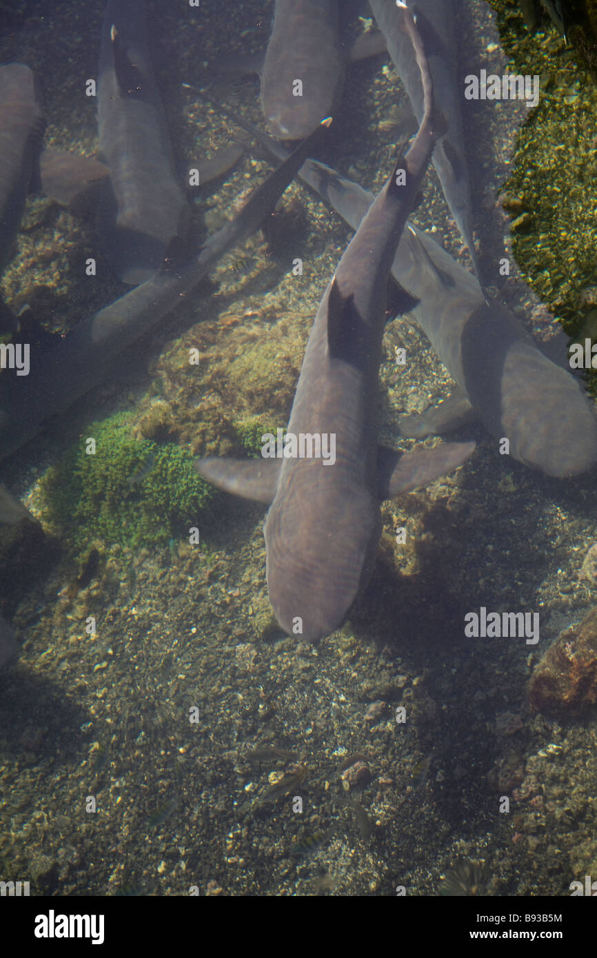 White-tip reef sharks, Villamil Lagoon, Isla Isabella, Galapagos ...