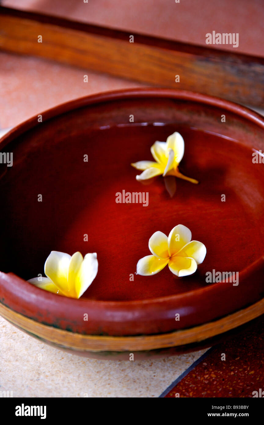 Frangipani floating on water Stock Photo - Alamy