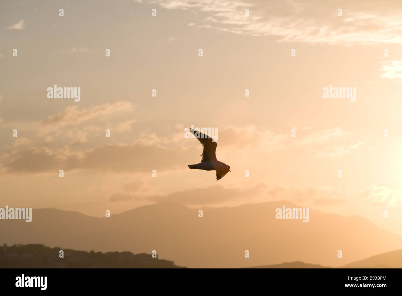 bird flying in the sunset Stock Photo - Alamy