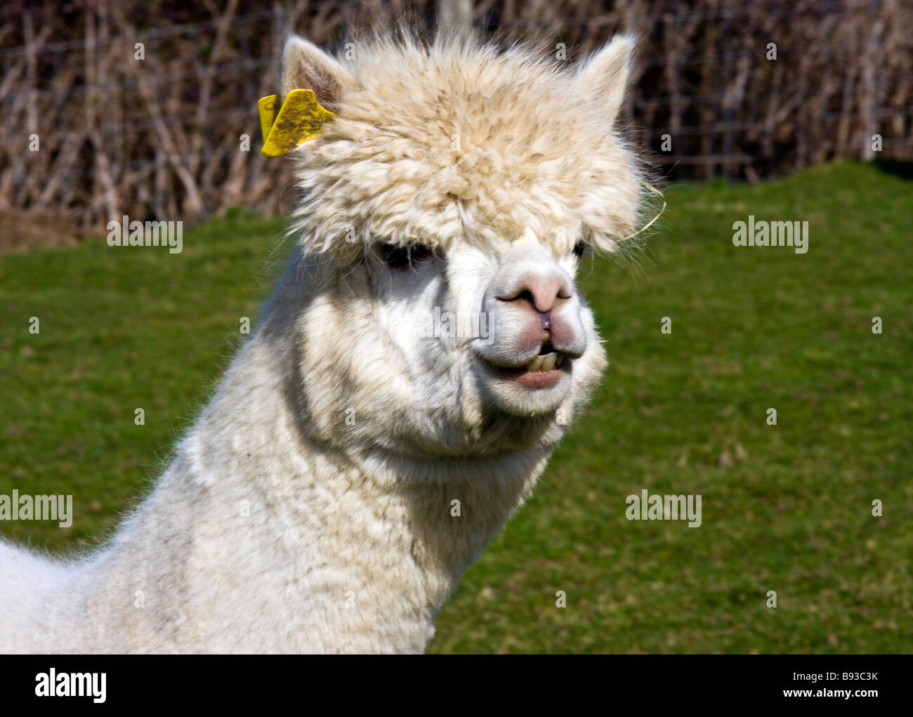 Lamas wool hi-res stock photography and images - Alamy