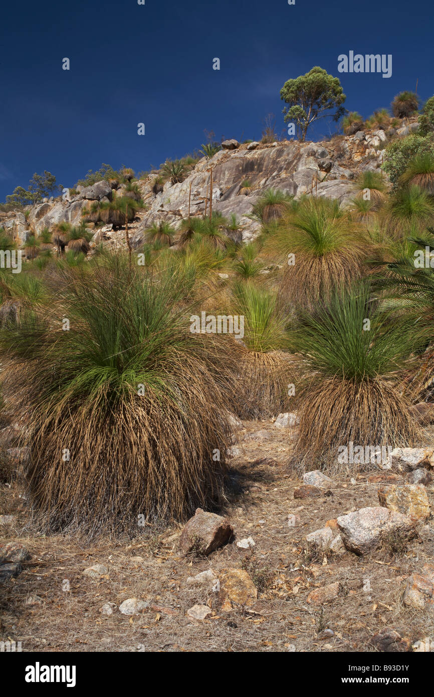 Western Australian grass trees Xanthorrea scattered across a rocky ...