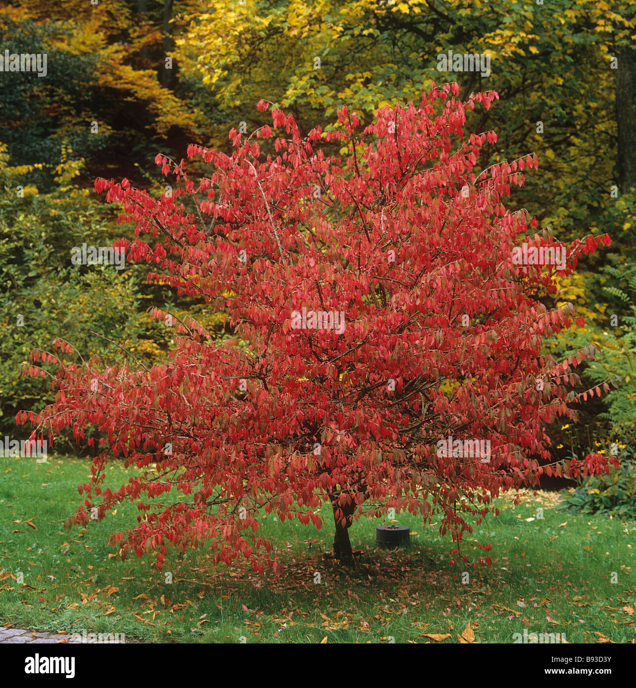 Winged spindletree in autumn / Euonymus alata Stock Photo - Alamy