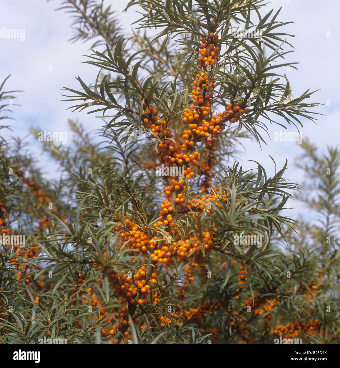 Sea-buckthorn / Hippophae rhamnoides Stock Photo - Alamy