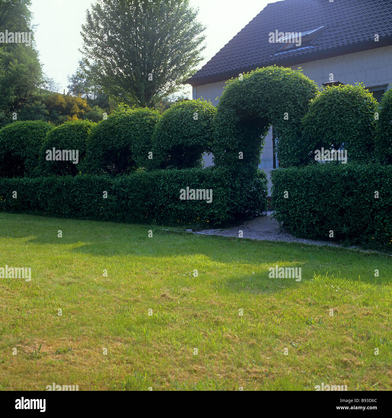 European Beech - hedge / Fagus sylvatica Stock Photo - Alamy