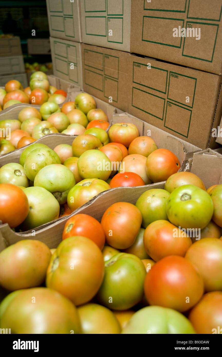 Packed tomatoes ready for distribution. Pongola, Kwazulu Natal, South ...