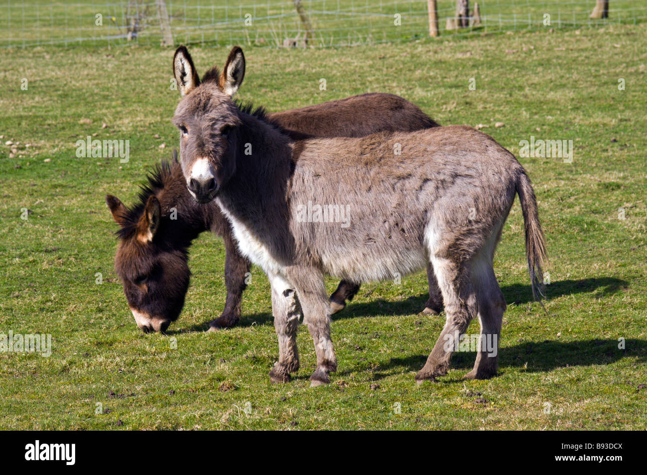 Pet donkeys hi-res stock photography and images - Alamy