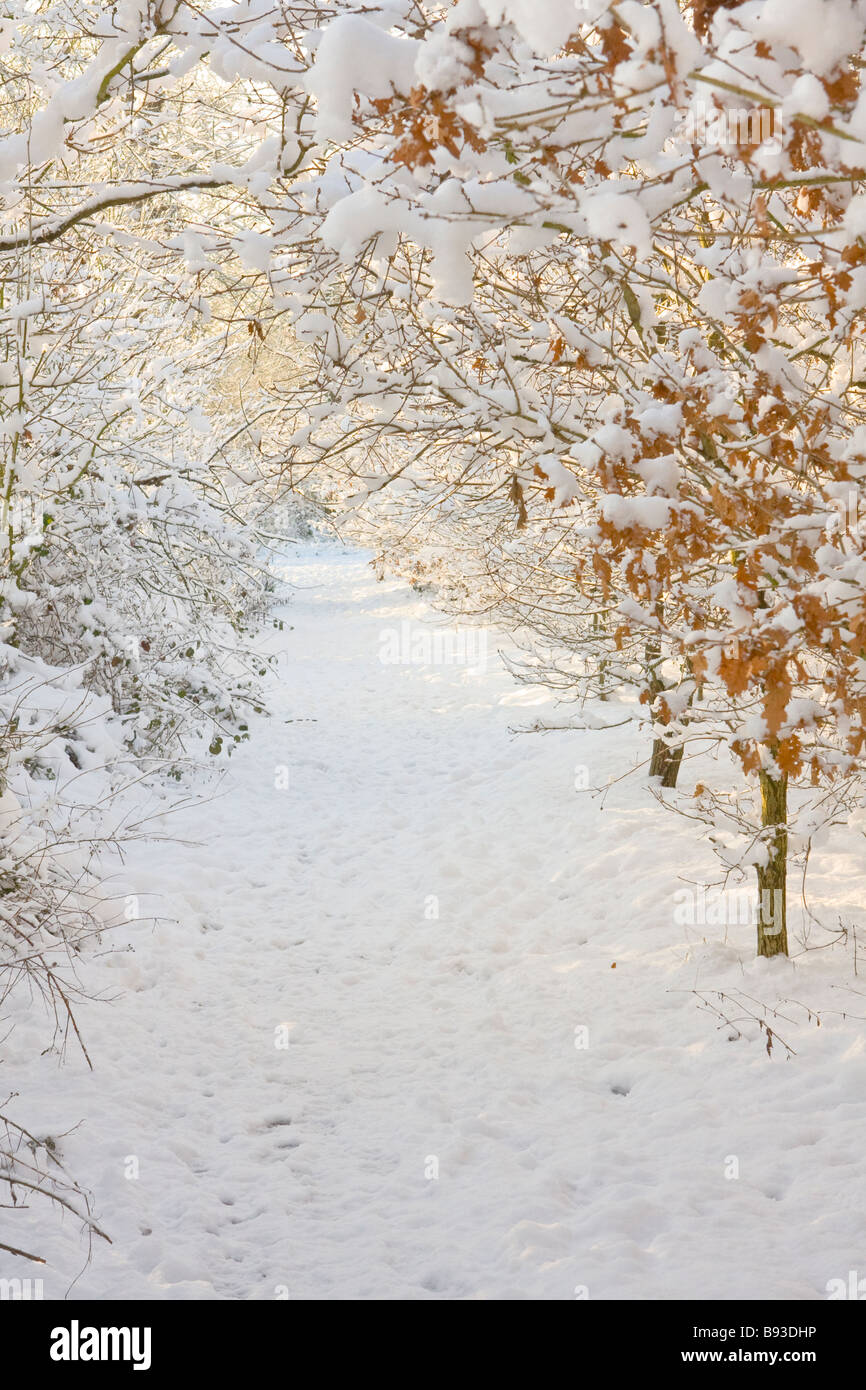 Snow covered path through trees Stock Photo - Alamy
