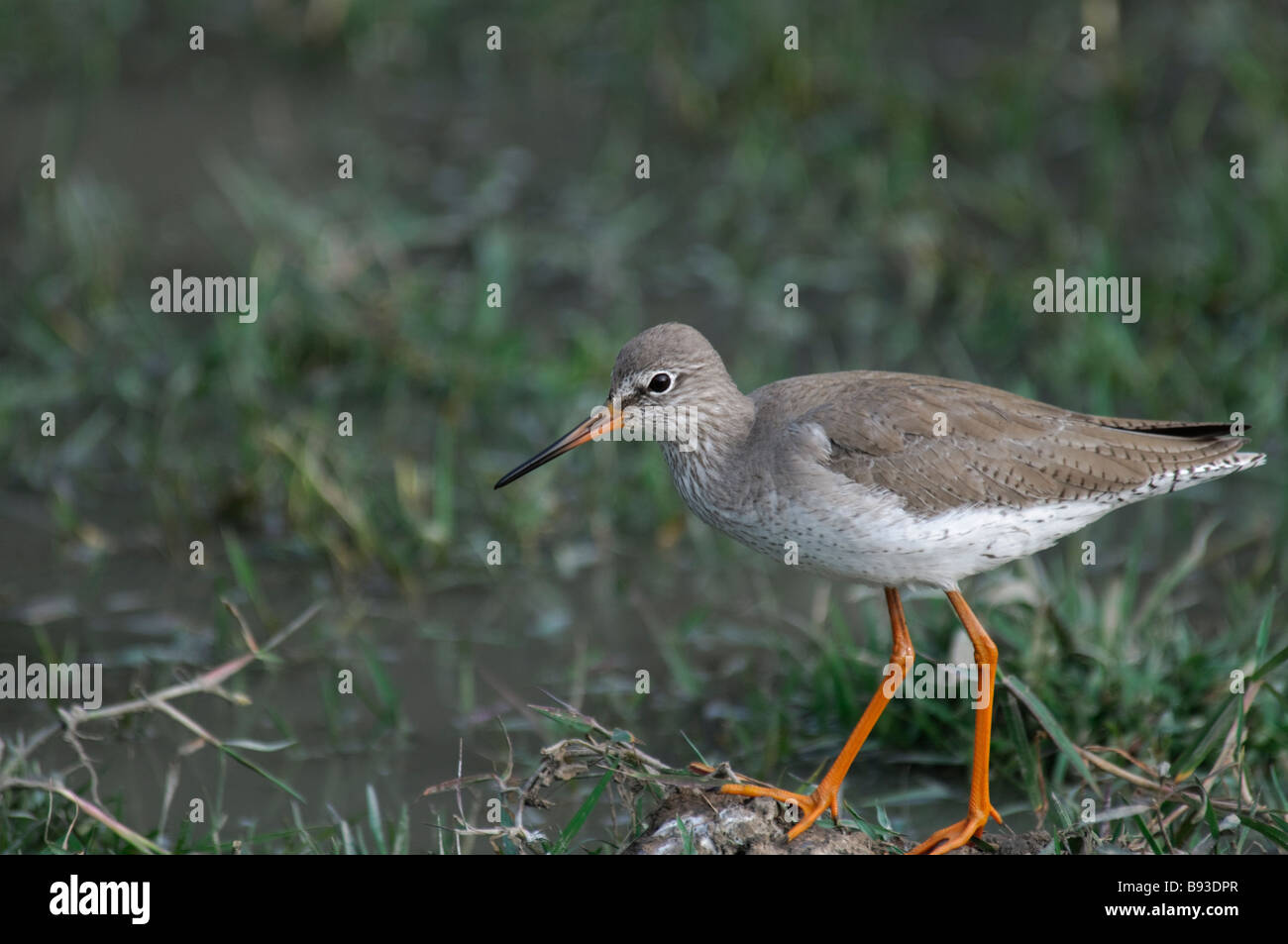 Tringa totanus charadriiformes hi-res stock photography and images - Alamy