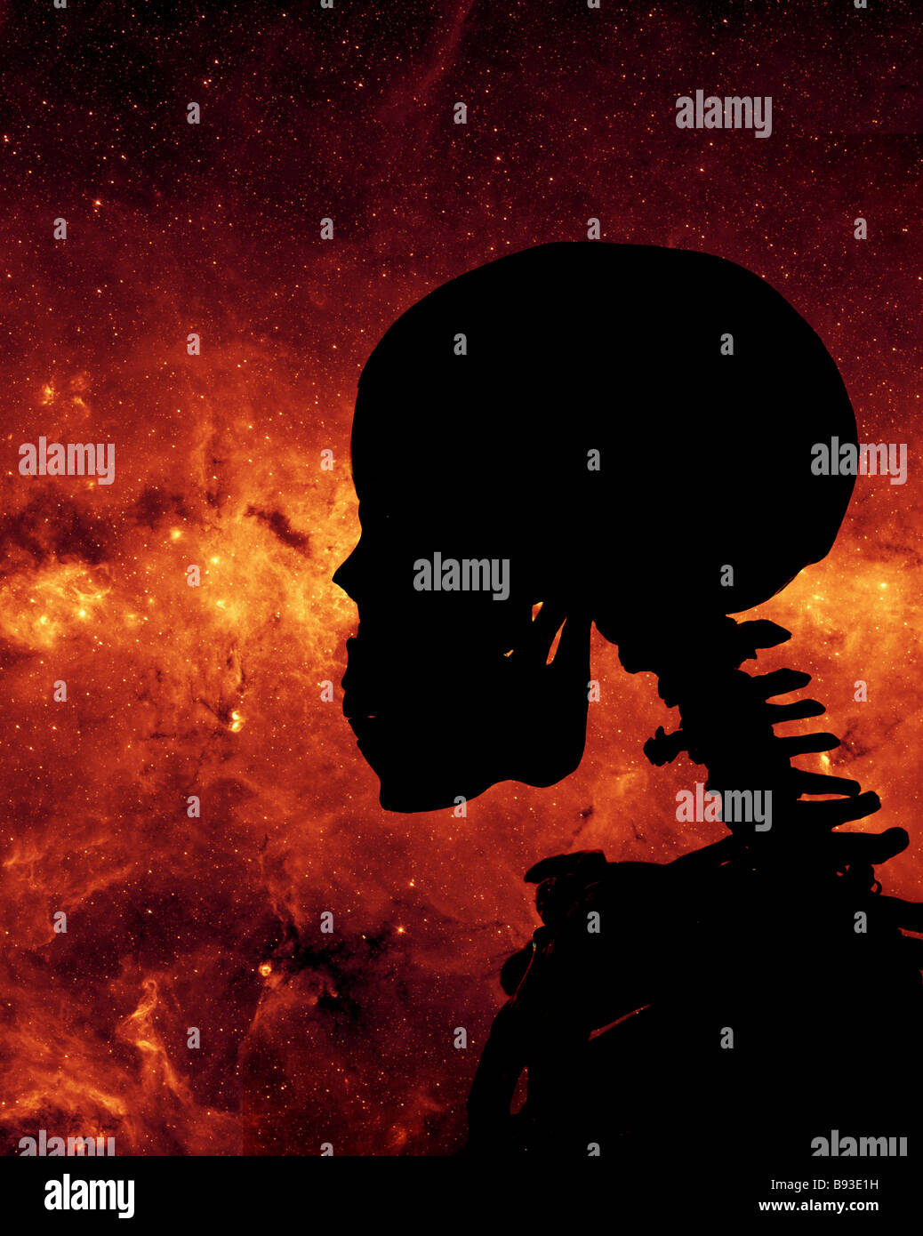 Skull front hi-res stock photography and images - Alamy