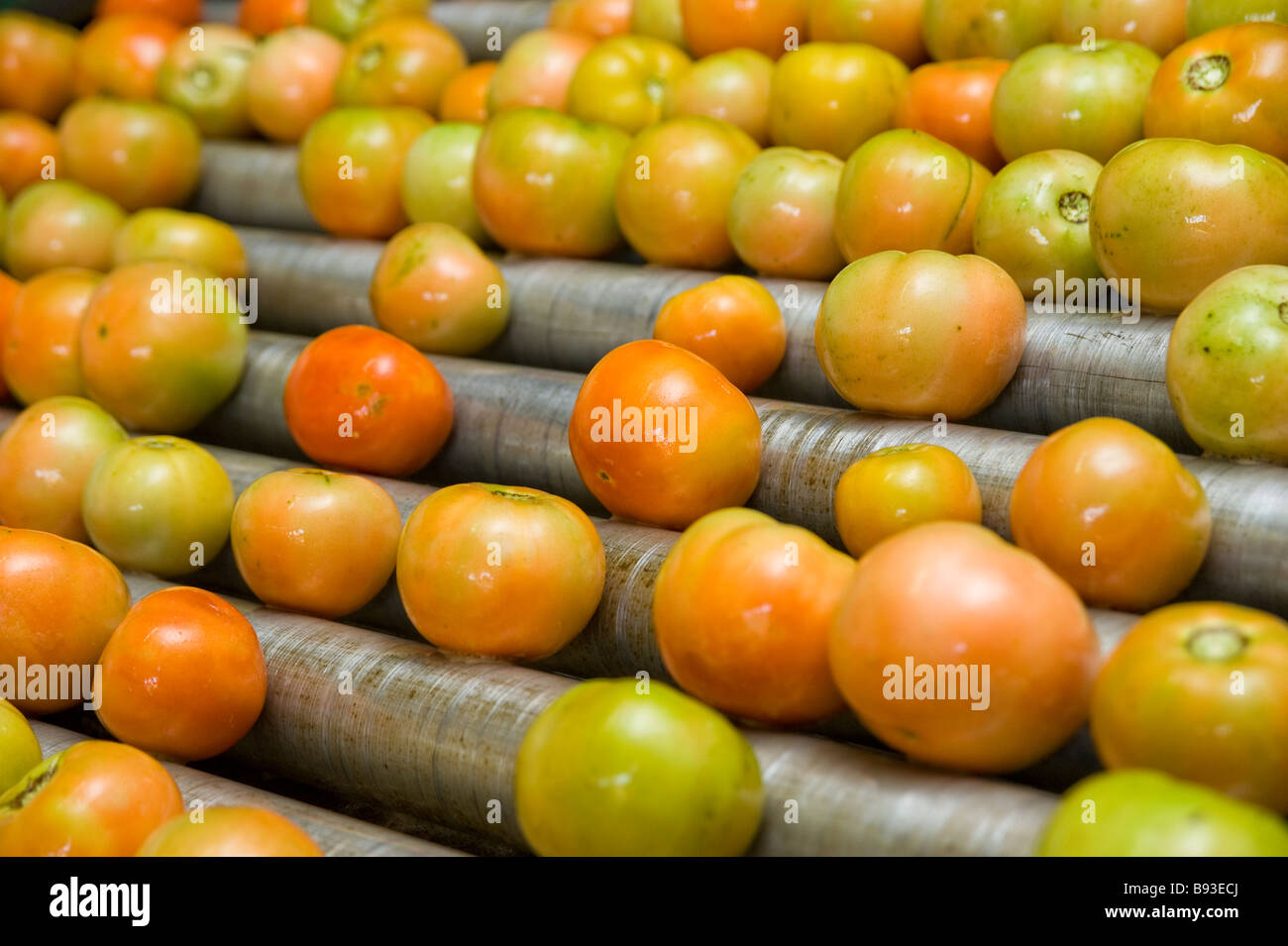 Tomatoes after being washed and moving along a production line to be ...