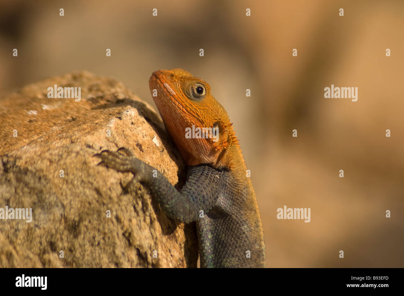 Red Headed Agama Lizard sunbathing on Rock, Kenya, Africa Stock Photo ...