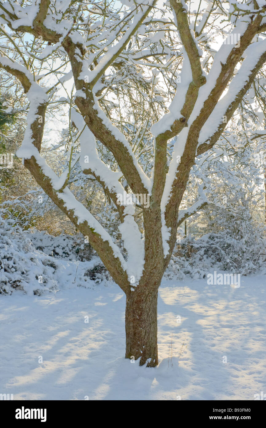 Tree trunk and branches covered in snow Stock Photo - Alamy