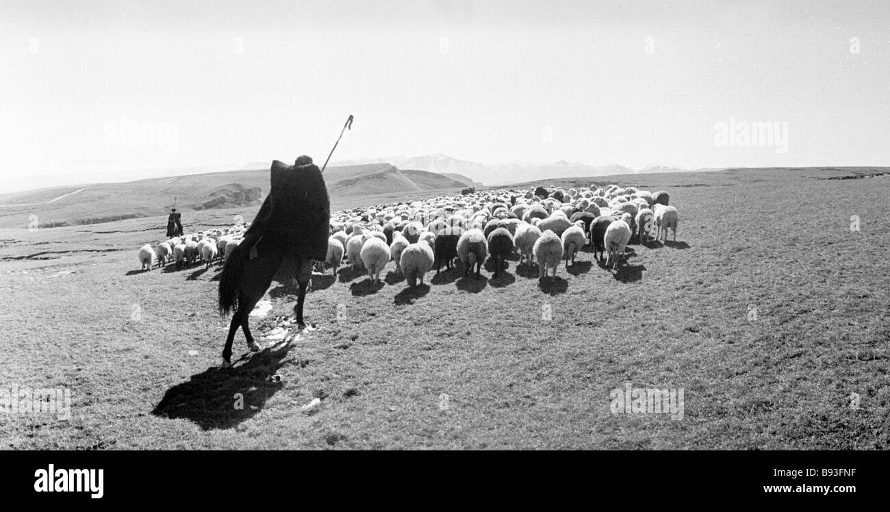 A shepherd driving the sheep to the pasture Stock Photo - Alamy