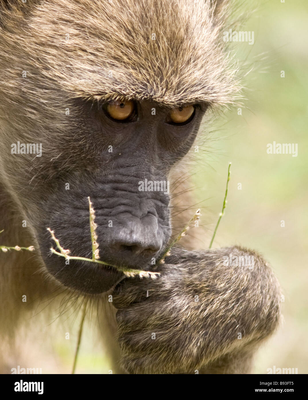 Baboon (Papio) male face eating. Kruger National Park, South Africa ...