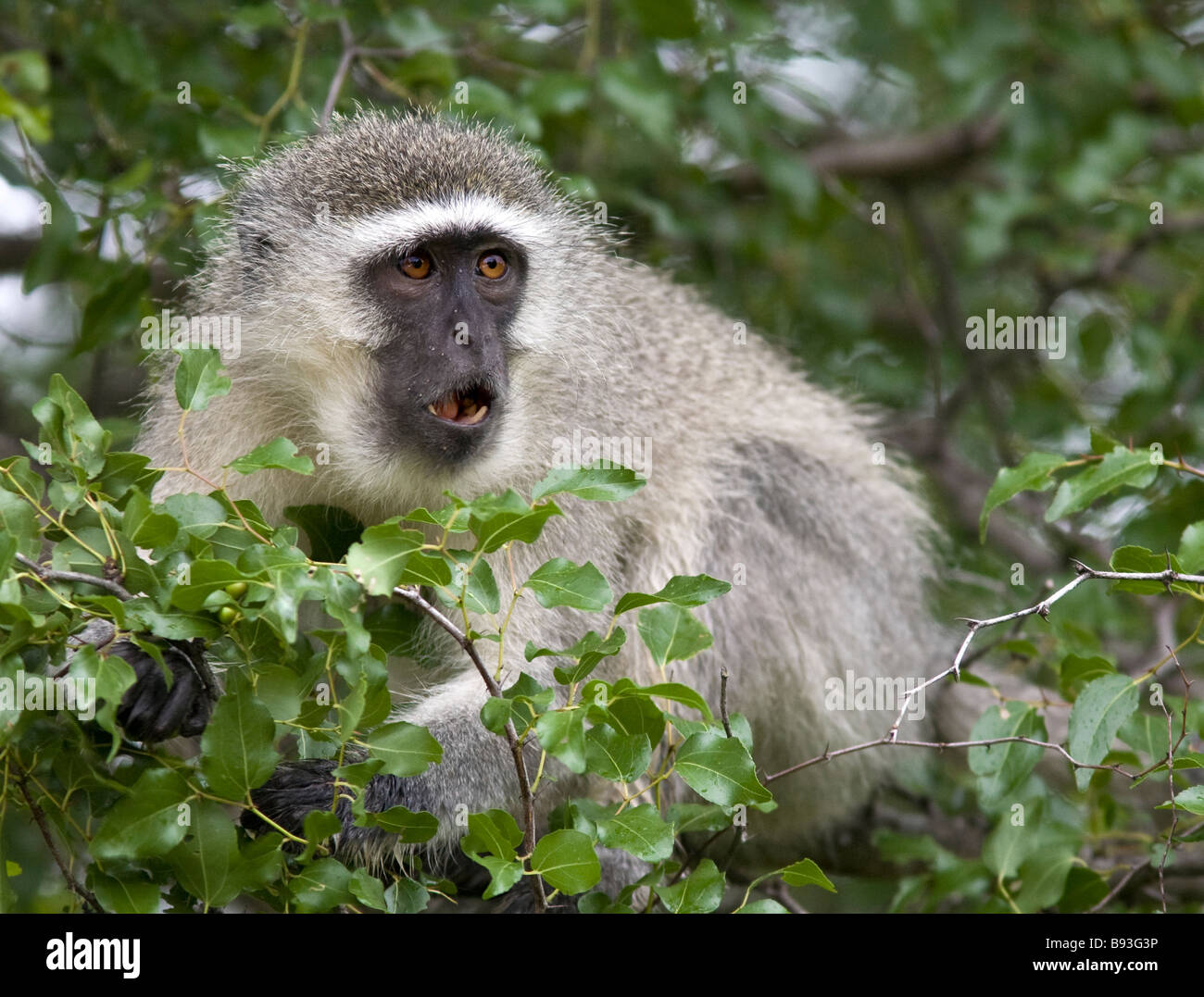 Chlorocebus pygerythrus calling hi-res stock photography and images - Alamy