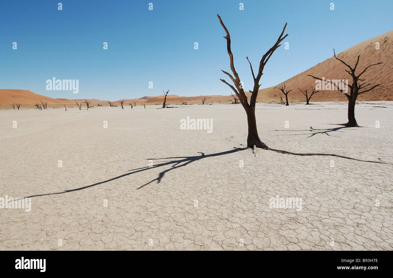 Dead tree at Sossusvlei in the Namib desert Namibia Africa Stock Photo ...