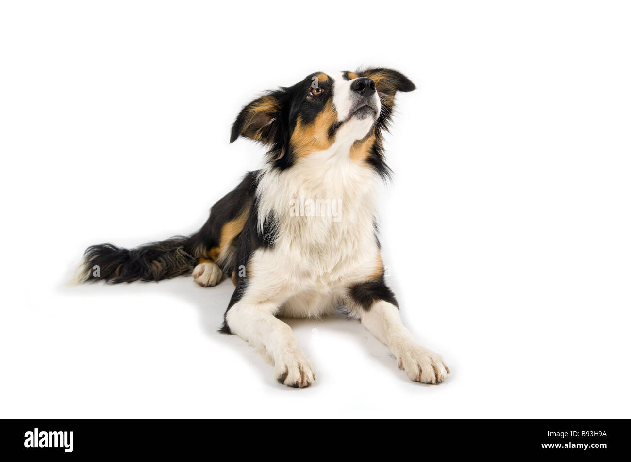 Collie dog sitting in Cut Out Stock Images & Pictures - Alamy