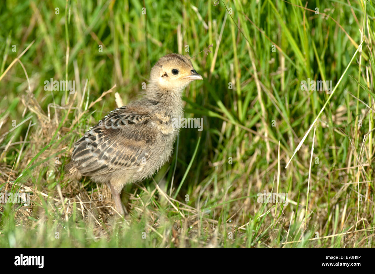 Juvenile pheasant hi-res stock photography and images - Alamy