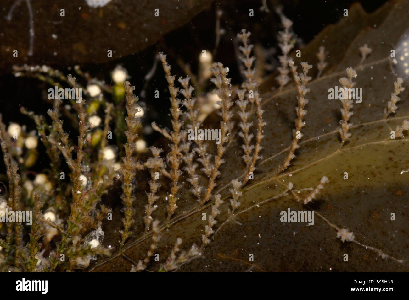 Sea oak hydroids Dynemena pumila Sertulariidae some bearing a white ...