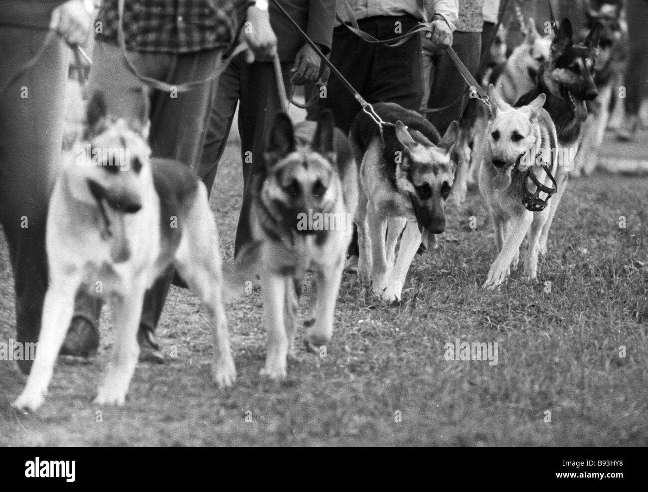 German shepherd dogs within the ring during a national dog show at the ...