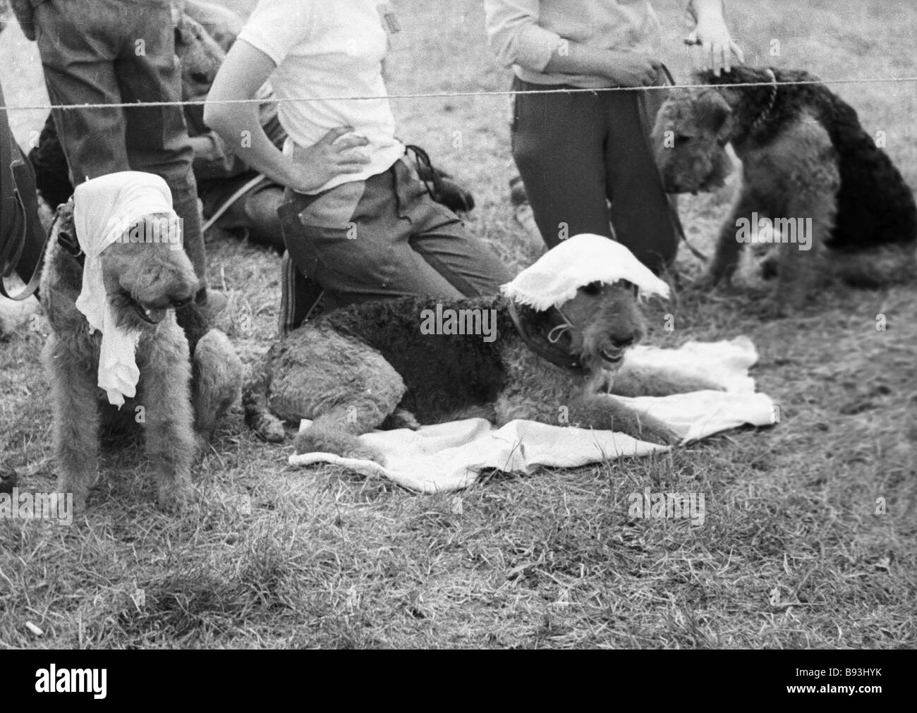 Airedale terriers before competitions during an all Union dog show at ...