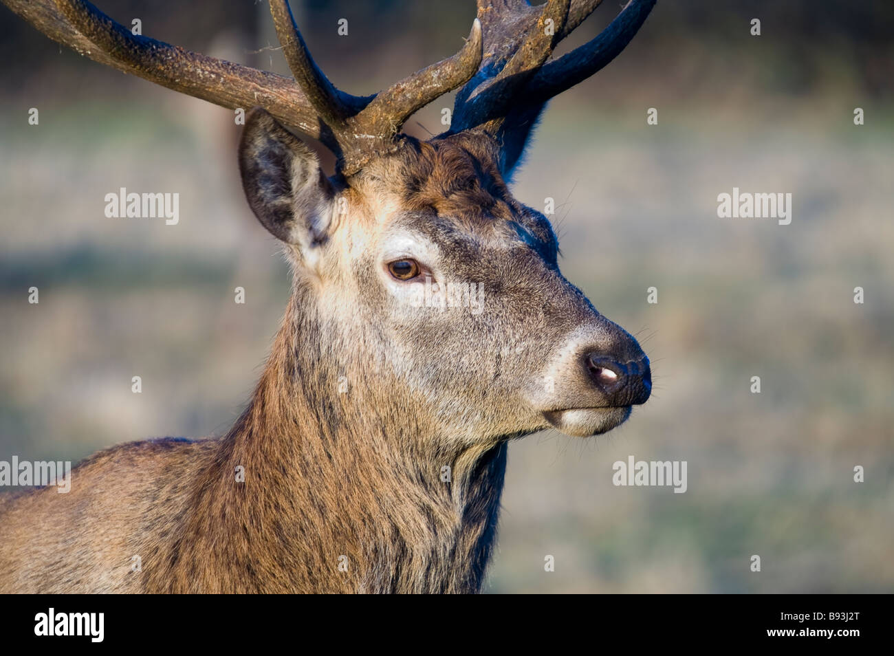 Reindeer Rangifer tarandus in Banff National Park Canada Stock Photo ...