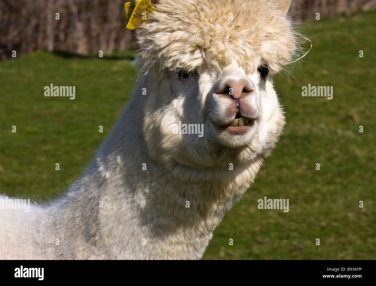 Lamas wool hi-res stock photography and images - Alamy