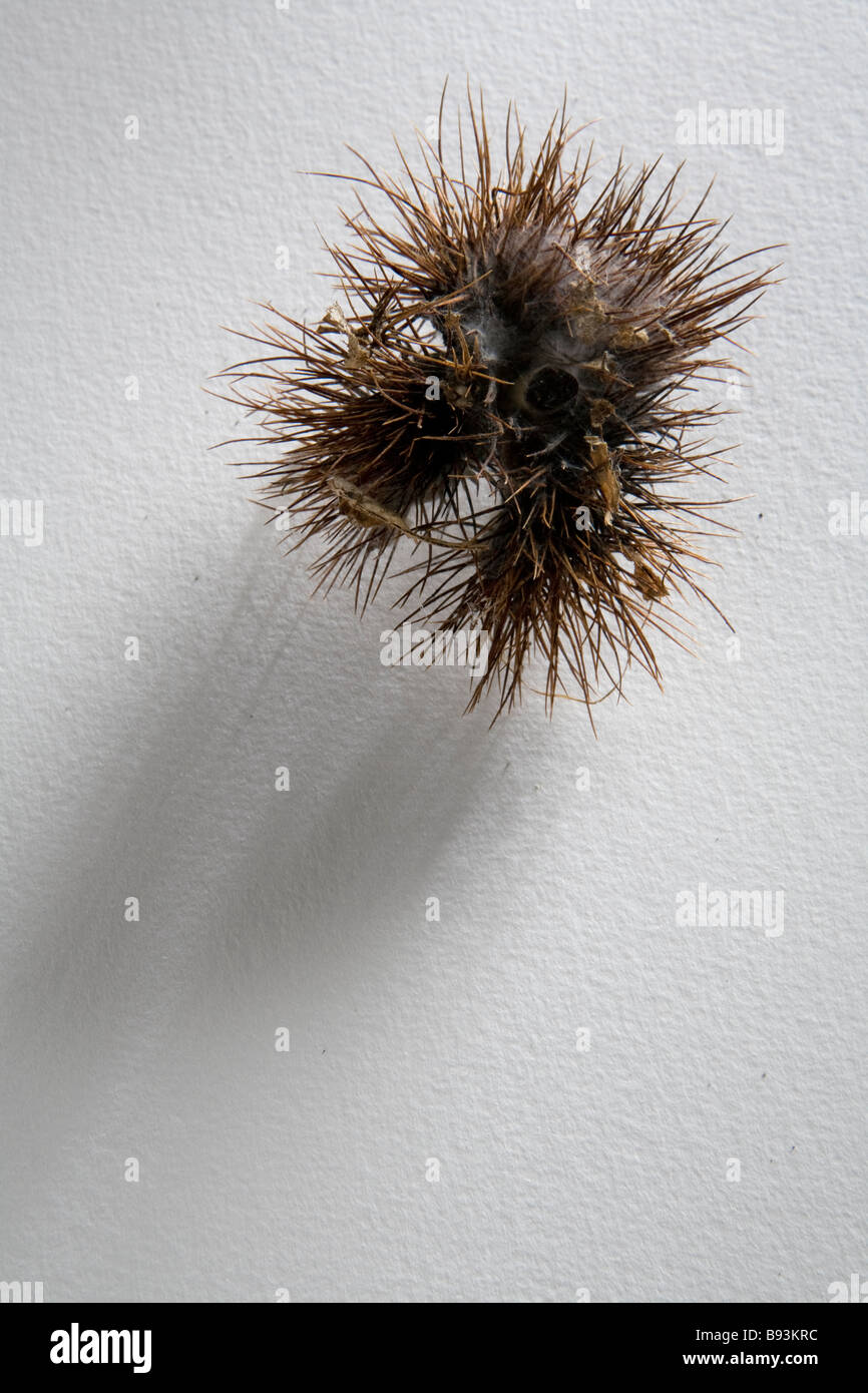 Unique seed hi-res stock photography and images - Alamy