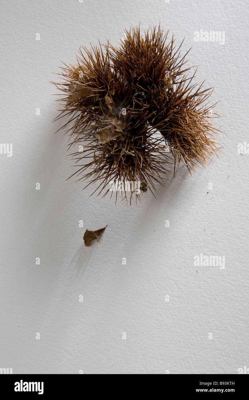 Unique seed hi-res stock photography and images - Alamy