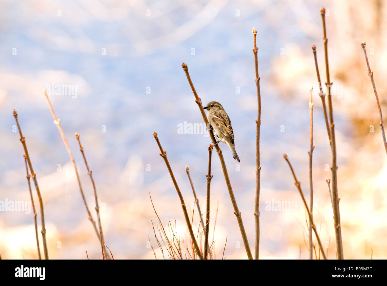 Single Sparrow & Wetland Stock Photo - Alamy