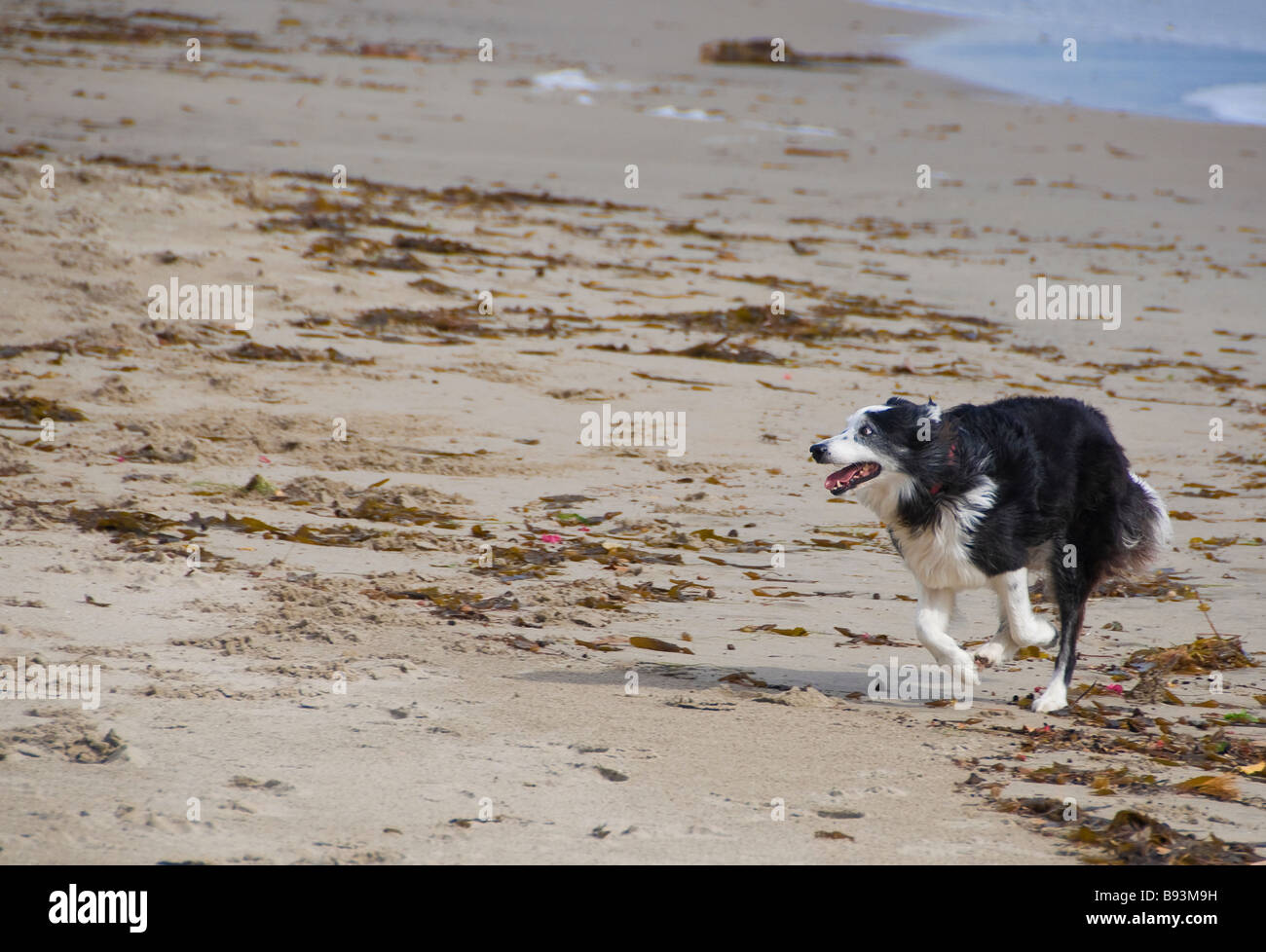 Australian shepherd dog beach hi-res stock photography and images - Alamy