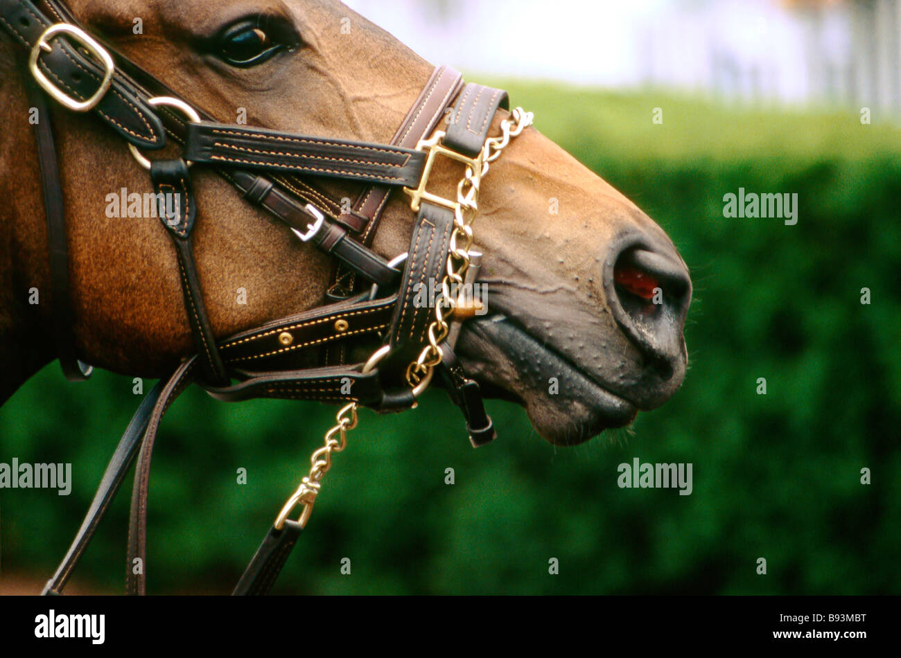 Thoroughbred Race Horse Profile Stock Photo - Alamy