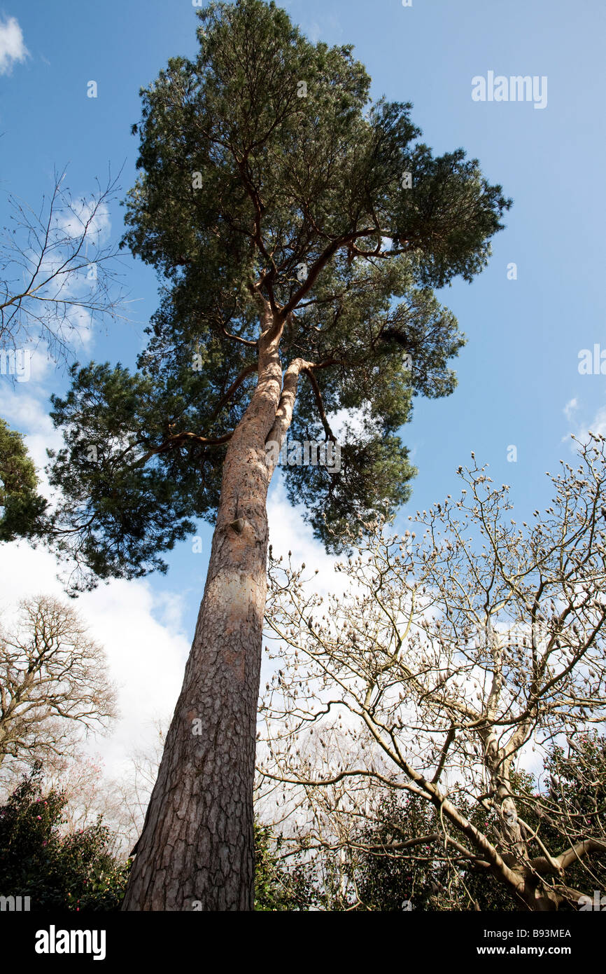 Tall tree hi-res stock photography and images - Alamy