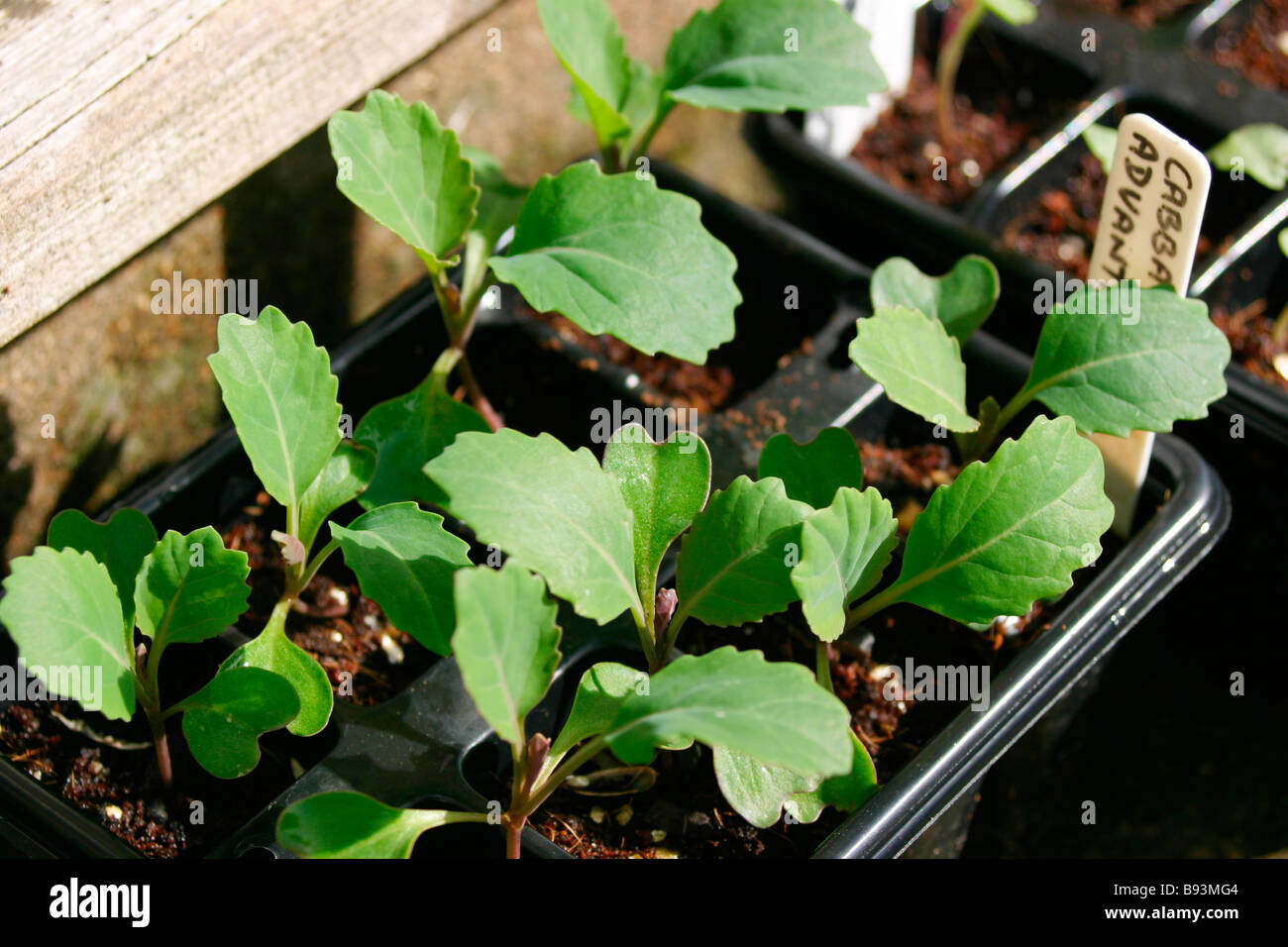 Cabbage Advantage seedlings Stock Photo - Alamy