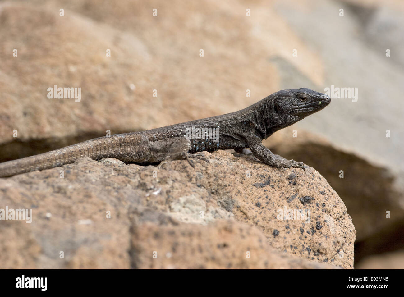 Boettger's Lizard Gomerian Lizard Gallotia caesaris Stock Photo - Alamy