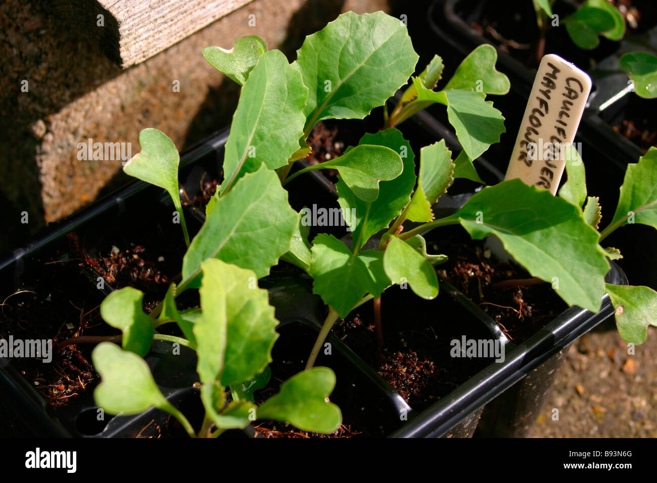 Mayflower garden hi-res stock photography and images - Alamy