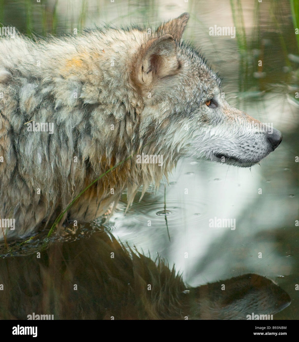 Portrait of a wolf standing in the water Stock Photo - Alamy