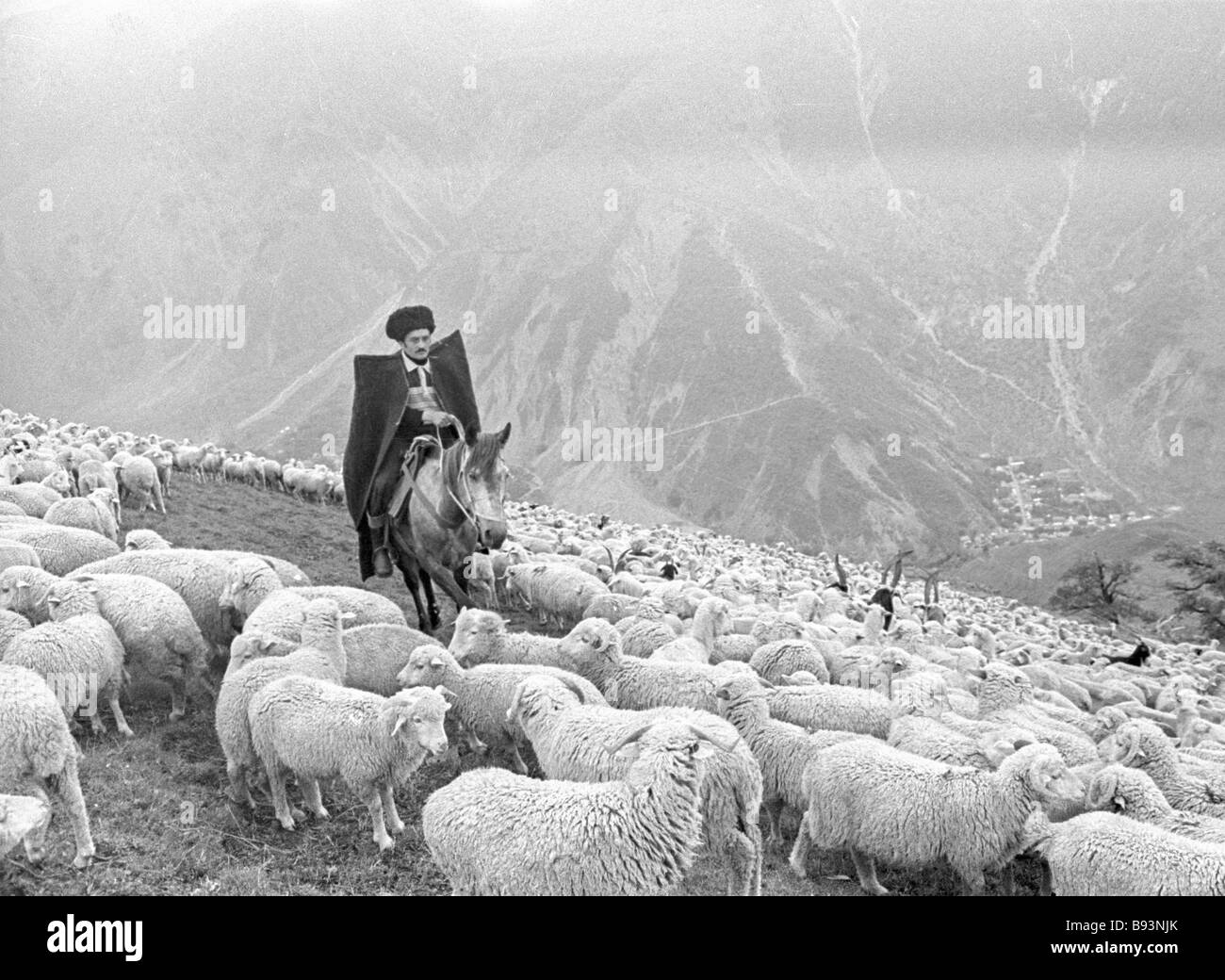 Sheppard and sheep Stock Photo - Alamy