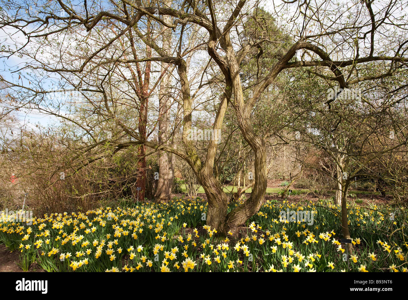 daffodils growing around a tree Stock Photo - Alamy