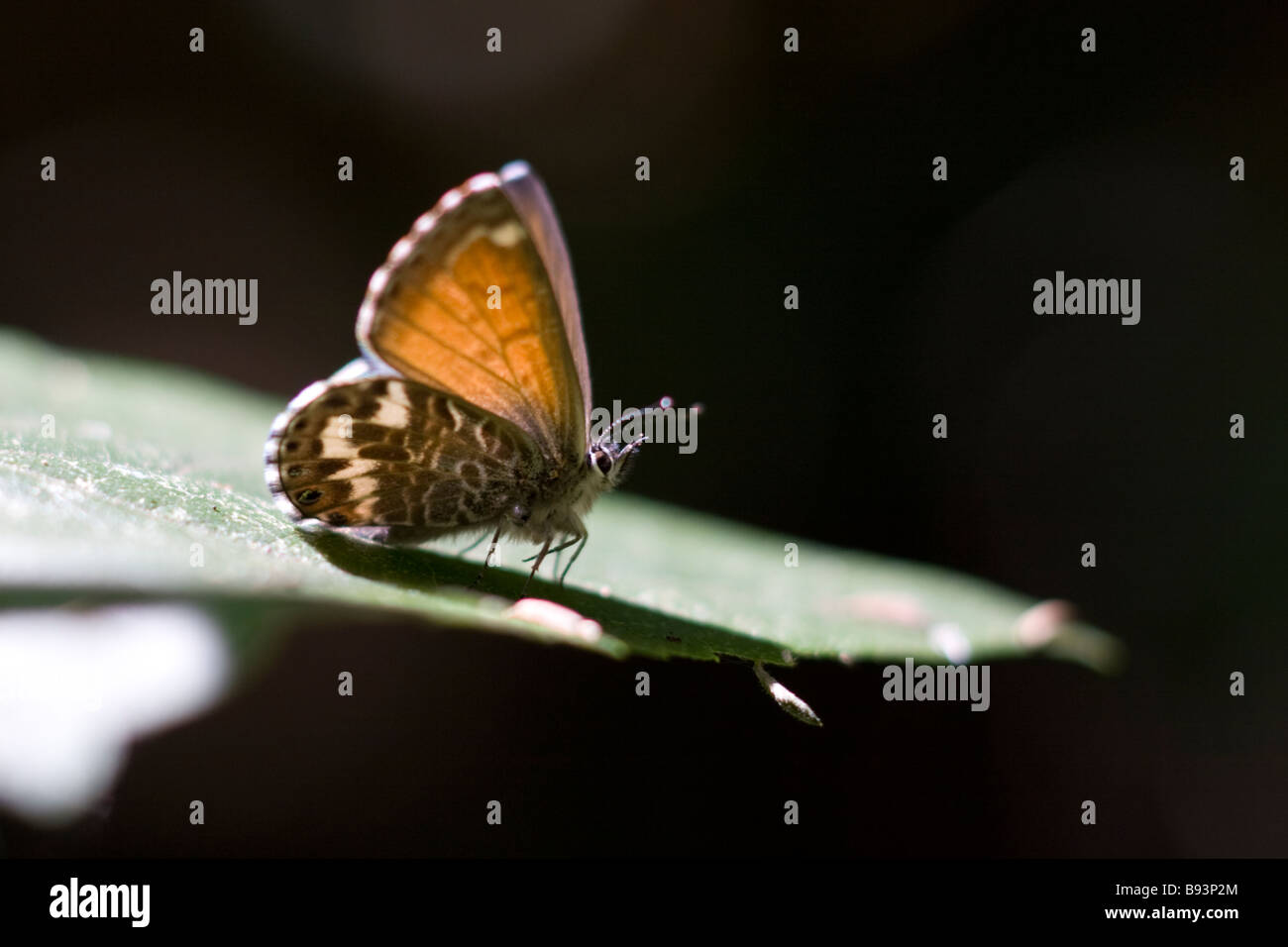 Canary blue butterfly hi-res stock photography and images - Alamy