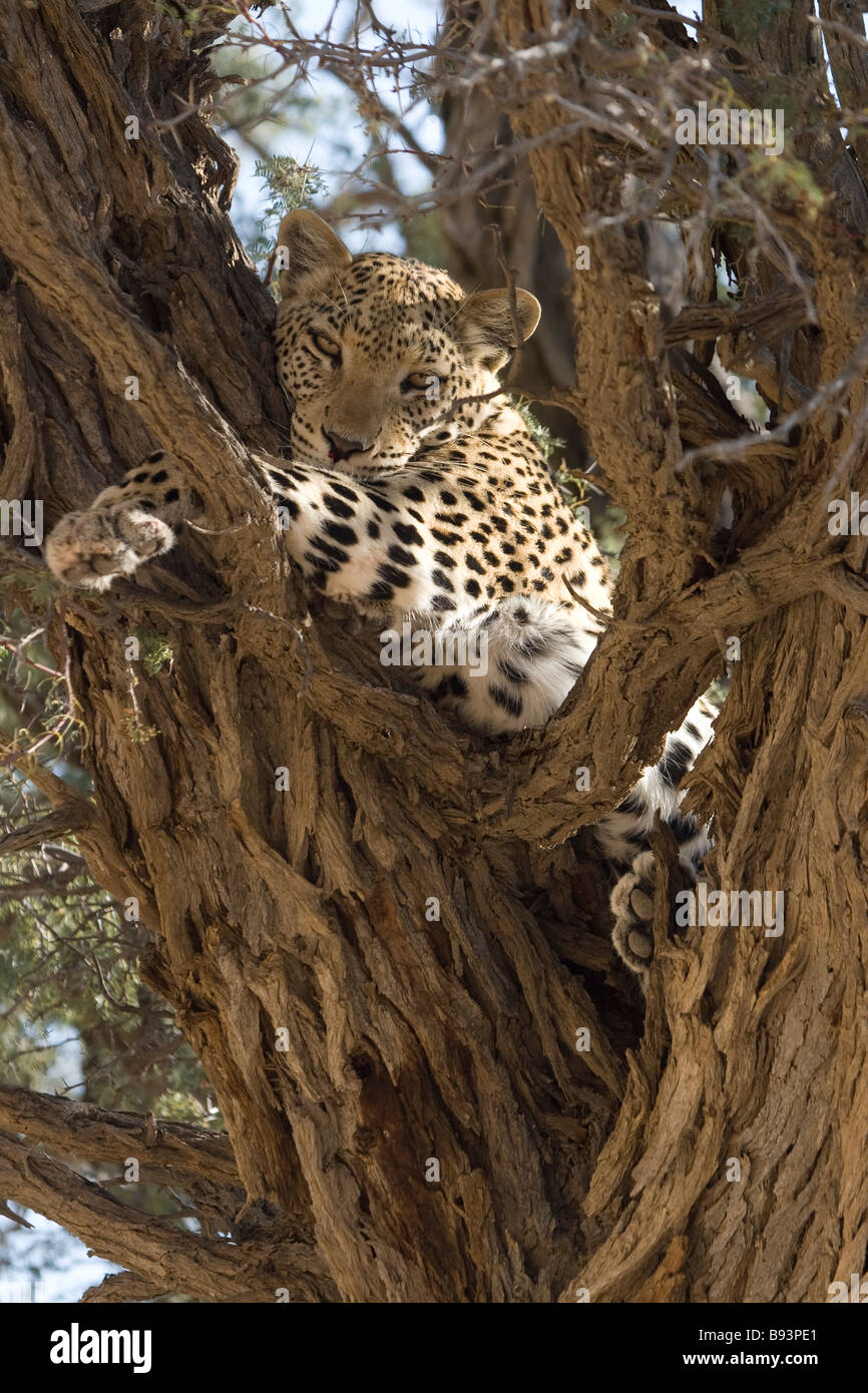 Kalahari tree hi-res stock photography and images - Alamy