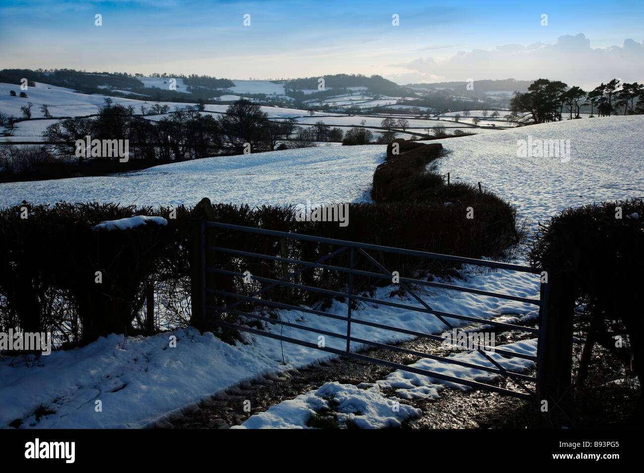 The hills surounding the Dorset village of Dewlish covered in late ...