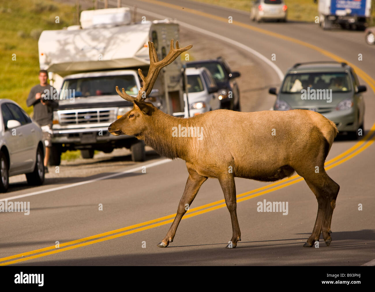 Yellowstone elk encounter hi-res stock photography and images - Alamy