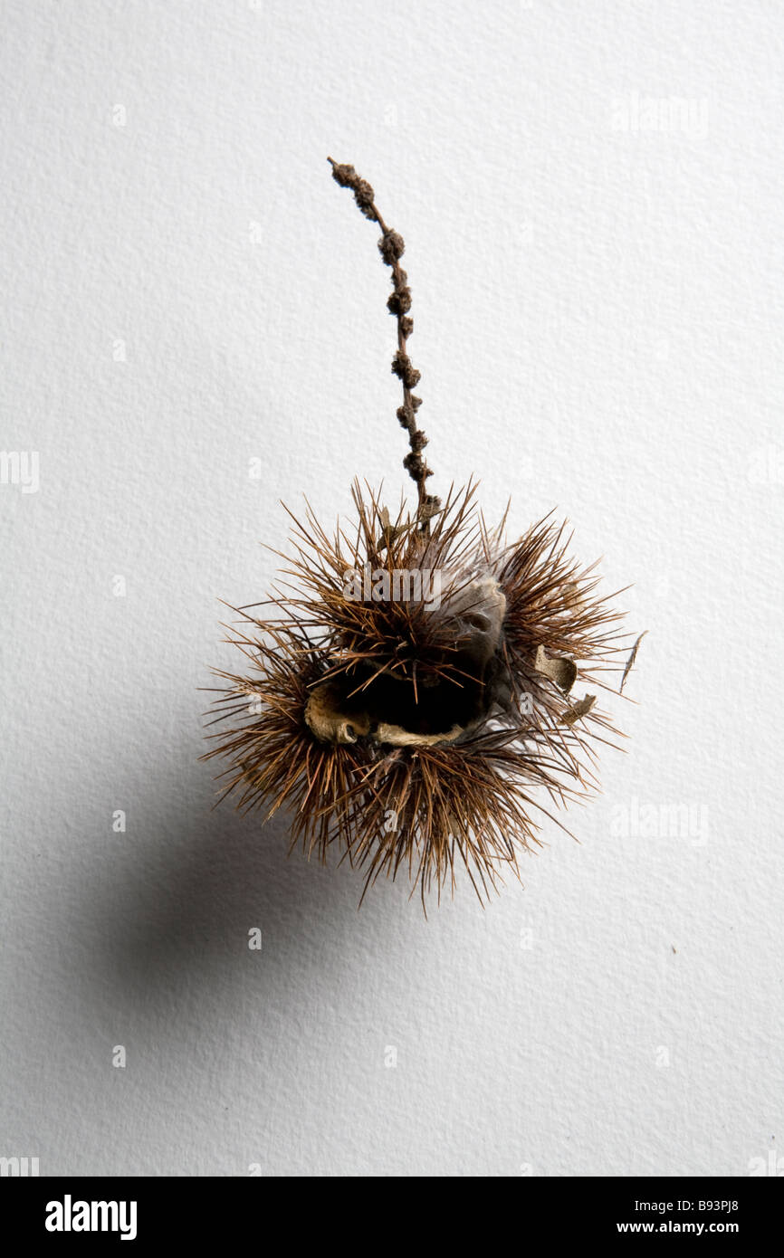 Unique seed hi-res stock photography and images - Alamy