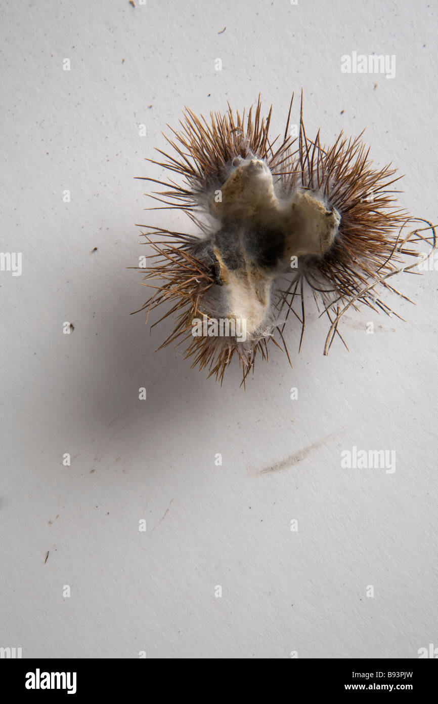 Unique seed hi-res stock photography and images - Alamy