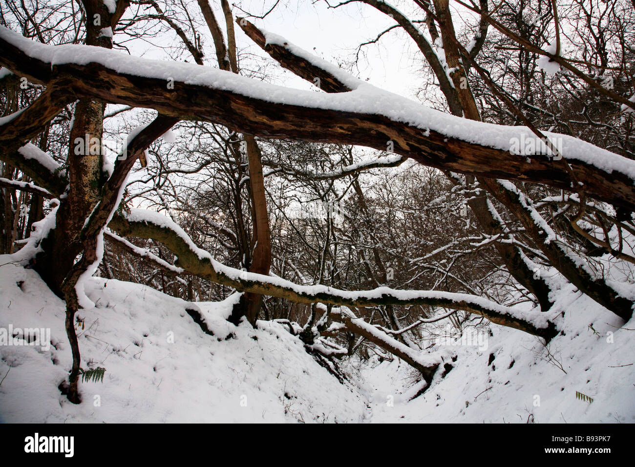 Snow laden trees over a woodland path near the Dorset village of ...